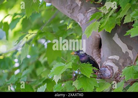 Common Starling: returning from hunting insects to feed the chicks ...