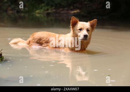 Philippine local breed Askal dog cooling off in river, extreme heat ...