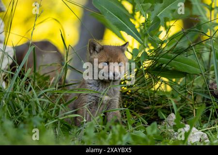 The beauty of the red fox cubs in Italy Stock Photo - Alamy
