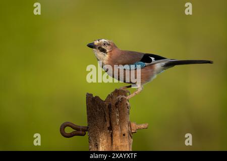 European Jay perched Stock Photo - Alamy