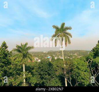 Cuban Royal Palms, Roystonea regia, Arecaceae. Cuba, Caribbean Stock Photo - Alamy