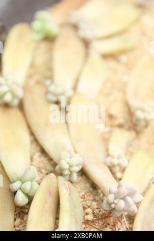 Succulent plant ×Graptosedum Francesco Baldi, known as stone rose ...