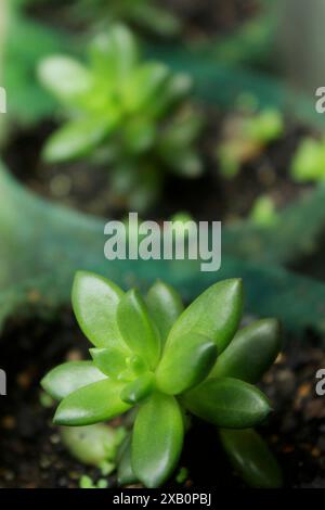Succulent plant ×Sedeveria Jet Beads, known as Jet Beads Stonecrop ...