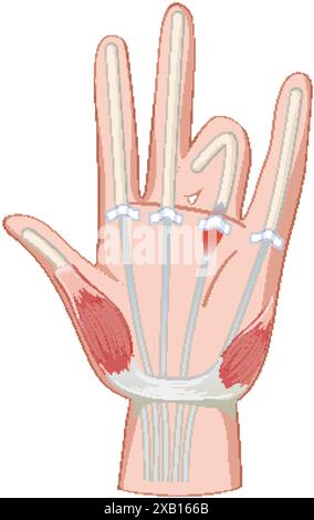Detailed illustration of hand muscles and tendons Stock Vector Image ...