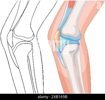 Detailed illustration of knee joint ligaments Stock Vector Image & Art - Alamy