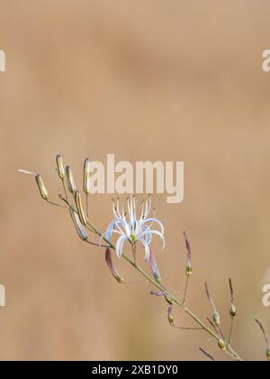 California Soap Plant (Chlorogalum pomeridianum) in dry grass field ...