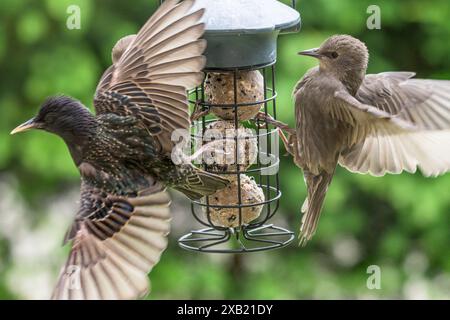 Adult and Immature Starlings (Sturnus vulgaris) on a garden feeder ...