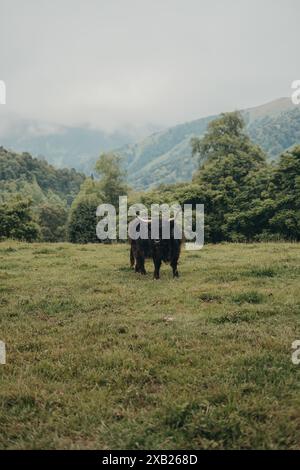 Scottish Highland Cow North Carolina Stock Photo - Alamy