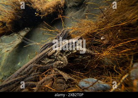 A captivating view of Bufo bufo, the common toad, during its ...