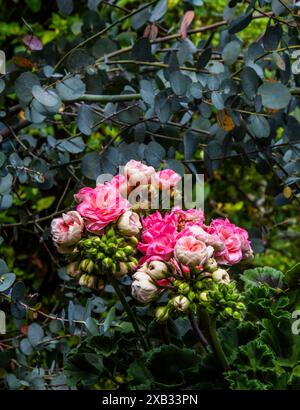 Marcada 'pink purple' (pelargonium} Stock Photo - Alamy