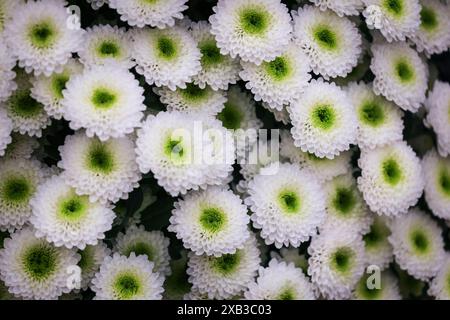 Chrysanthemum varieties on display at John Peace, RHS Chelsea Flower ...