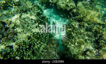 Photography of fish and corals in Oman near Muscat during spring sunny ...