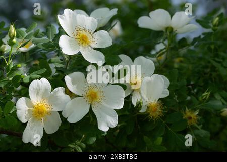 Flower buds flowering rosehip green background of foliage Stock Photo ...