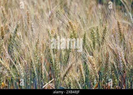 Non Exclusive: DACHNE, UKRAINE - JUNE 7, 2024 - The varieties of wheat ...