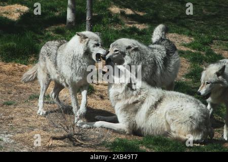 Grey Wolf in captivity, unable to survive in the wild, at the Grizzly ...
