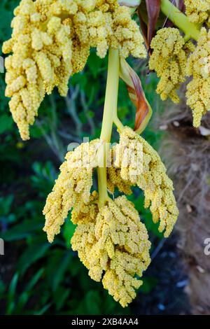 Trachycarpus fortunei. The yellow flower of the Chinese hemp palm. It ...