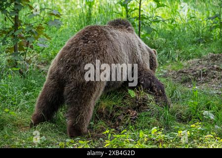 Brown bear covering prey with leaves, soil, grass and forest debris in ...