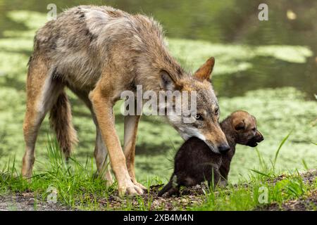 Grey Wolf (Canis lupus) Grabs Packmate By Scruff of Neck Winter ...