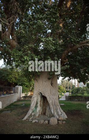 Ancient Sycamore tree in Jericho, Israel Stock Photo - Alamy
