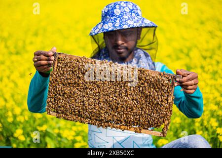 A beekeeper holding a frame filled with capped honey bee brood in a ...