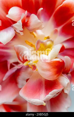 Detailed macro shot showcases a tulip flower. Its petals are white with ...