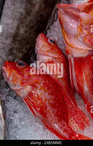 Red porgy fish. Fresh pagrus pagrus or red porgy fish in ice Stock ...