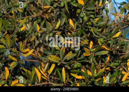 Disease in the olive tree. Olive leaf spot is a fungus with the ...