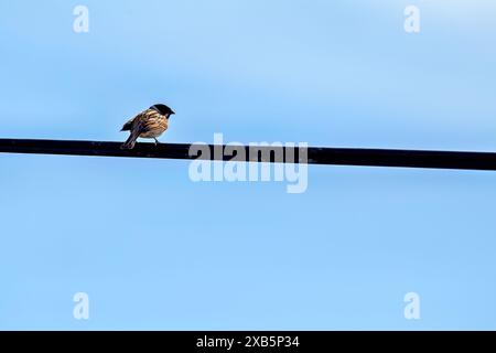 The Reed Bunting, with its striking black head and white collar, was ...