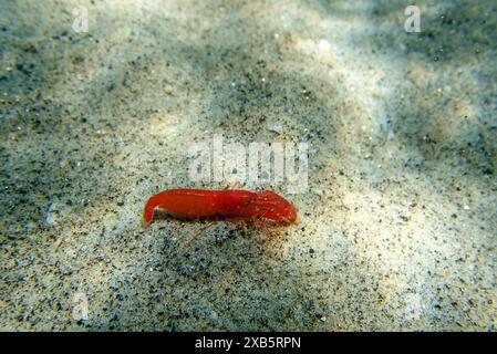 Red pistol snapping shrimp - Alpheus macrocheles Stock Photo - Alamy