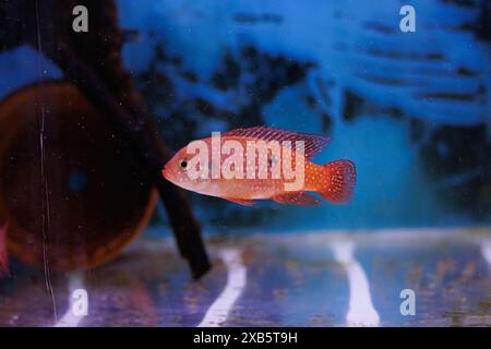 Jewel fish, Jewelfish, Red jewel fish, Red cichlid, Banded Jewel fish (Hemichromis bimaculatus ...