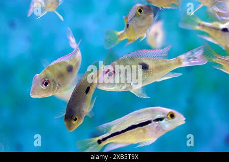 Red Head Tapajos freshwater fish - Geophagus sp Stock Photo - Alamy