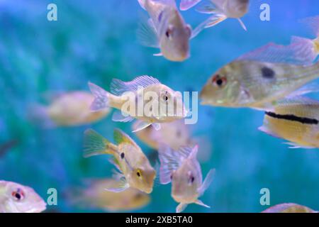 Red Head Tapajos freshwater fish - Geophagus sp Stock Photo - Alamy