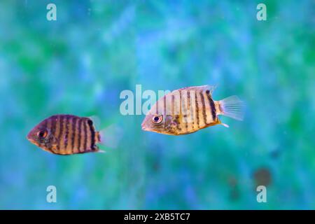 Banded cichlid fish - Heros efasciatus Stock Photo - Alamy