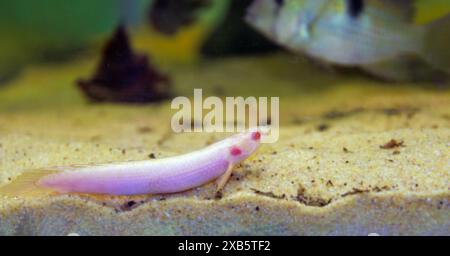 Albino Senegal bichir (Polypterus senegalus), rare image Stock Photo ...