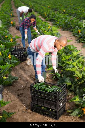 Group of people picking green courgettes on plantation Stock Photo - Alamy