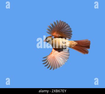 Northern Cardinal (Cardinalis cardinalis) female flying, Arizona, USA ...