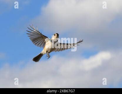 Tufted titmouse (Baeolophus bicolor) flying, isolated on white ...