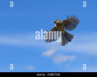 Tufted titmouse (Baeolophus bicolor) flying, isolated on white ...