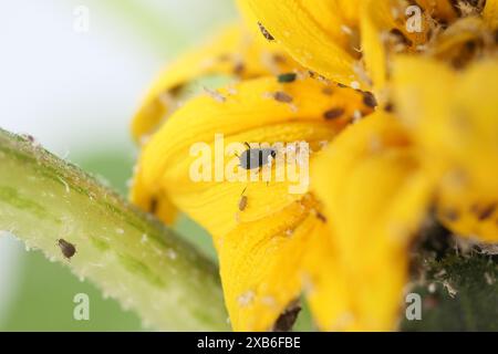 Observation of Aphids and Insects Feeding on the Yellow Petals of ...