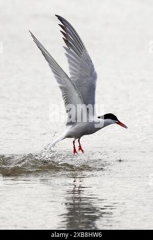 A common tern catching freshwater fish Stock Photo - Alamy