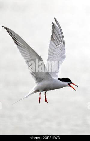 A common tern catching freshwater fish Stock Photo - Alamy