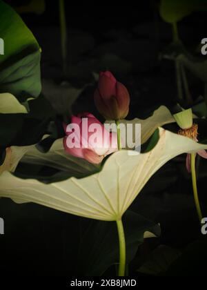 A lotus flower by the lakeshore following a rainfall Stock Photo - Alamy