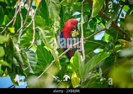 Female Red-sided Eclectus Parrot Stock Photo - Alamy