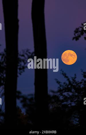 A bright orange moon rising behind a row of trees against a dark blue ...
