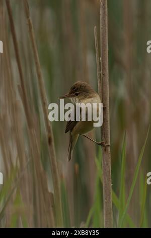 A brown bird perched on a slender tree branch with a single leaf ...