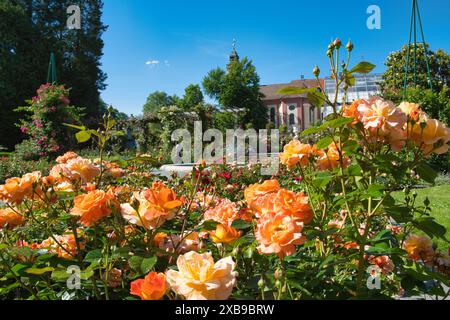 Insel Mainau, im italienischen Rosengarten *** Mainau Island, in the ...