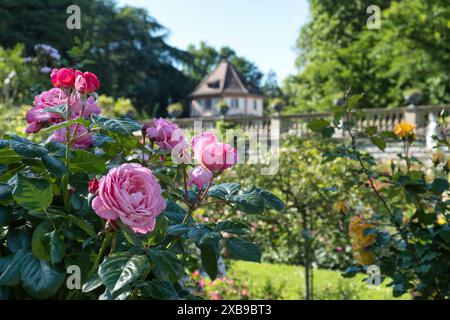 Insel Mainau, Sommer im italienischen Rosengarten *** Mainau Island ...