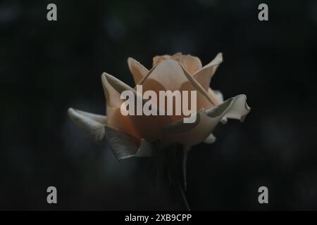feature silky and wavy flower blooming , orange rose, beautiful and ...