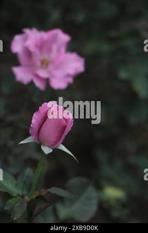 feature rose,blooming flower, bud, flower cluster, garden, pink purple ...