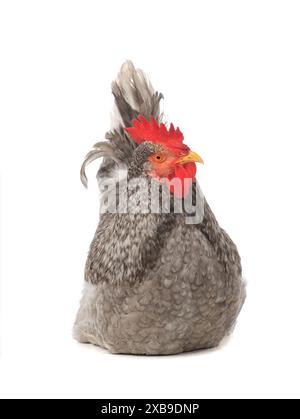 gray roosters isolated on white background Stock Photo - Alamy
